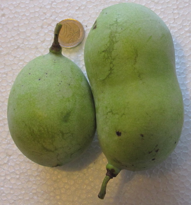 Aventures en permaculture – 32, Asiminiers « Le Sauvage