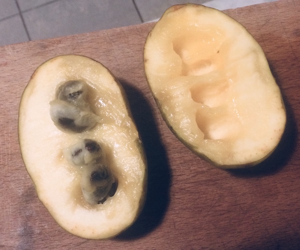 Aventures en permaculture – 32, Asiminiers « Le Sauvage